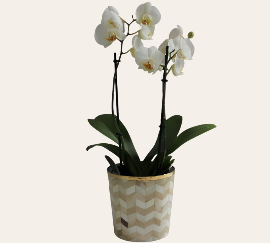 Round Inlay Planter | Medium | Beige | Chevron – Tooka