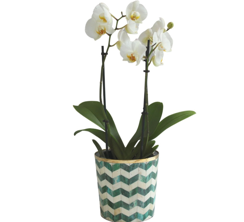 Round Inlay Planter | Medium | Forest Green | Chevron – Tooka