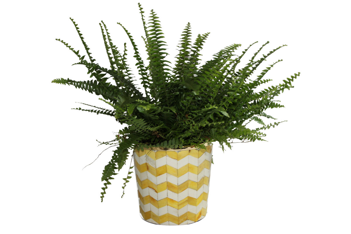 Round Inlay Planter | Medium | Yellow | Chevron – Tooka